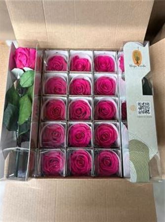 Roses Wax & Preserved