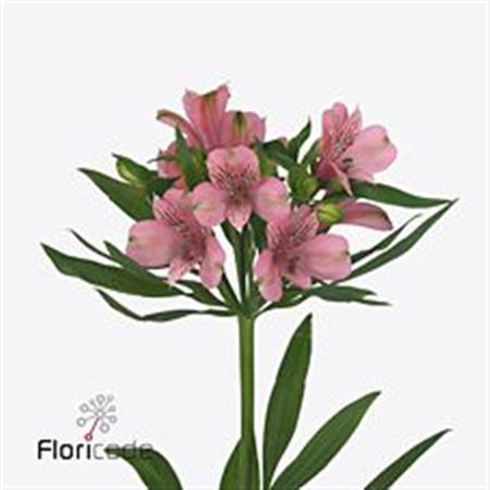 Alstroemeria