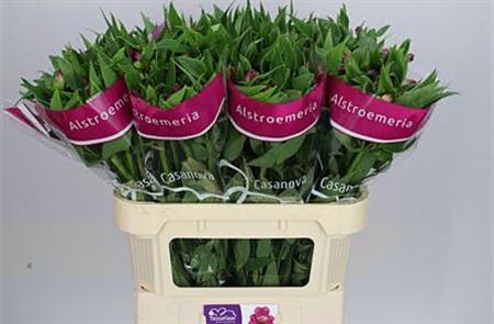Alstroemeria