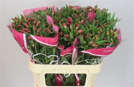 Alstroemeria