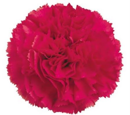 Carnations