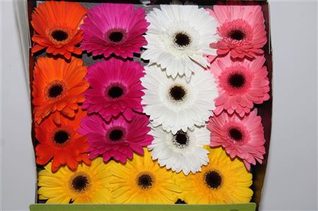 Gerbera & Germini Diamond