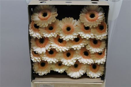 Gerbera & Germini Diamond