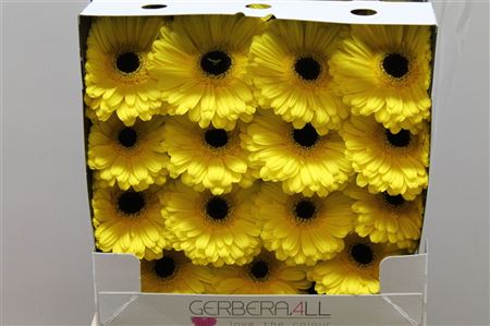 Gerbera & Germini Diamond