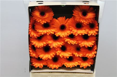 Gerbera & Germini Diamond