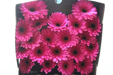 Gerbera & Germini Diamond