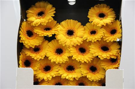 Gerbera & Germini Diamond