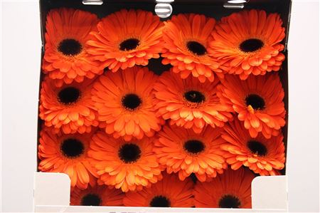 Gerbera & Germini Diamond