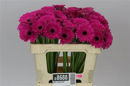 Gerbera & Mini Gerbera