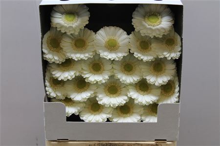 Gerbera & Germini Diamond