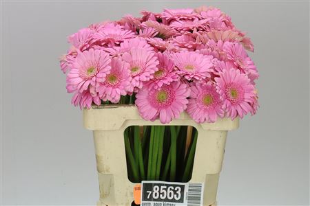 Gerbera & Mini Gerbera