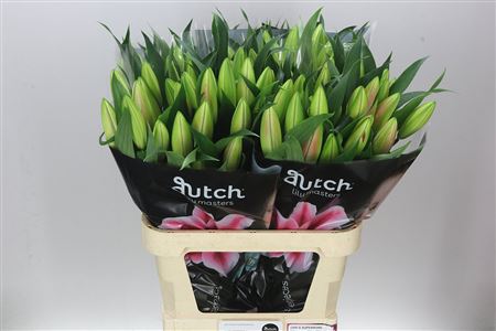 Lillium