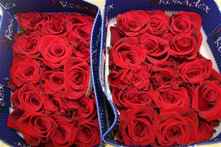 Roses Ecuador
